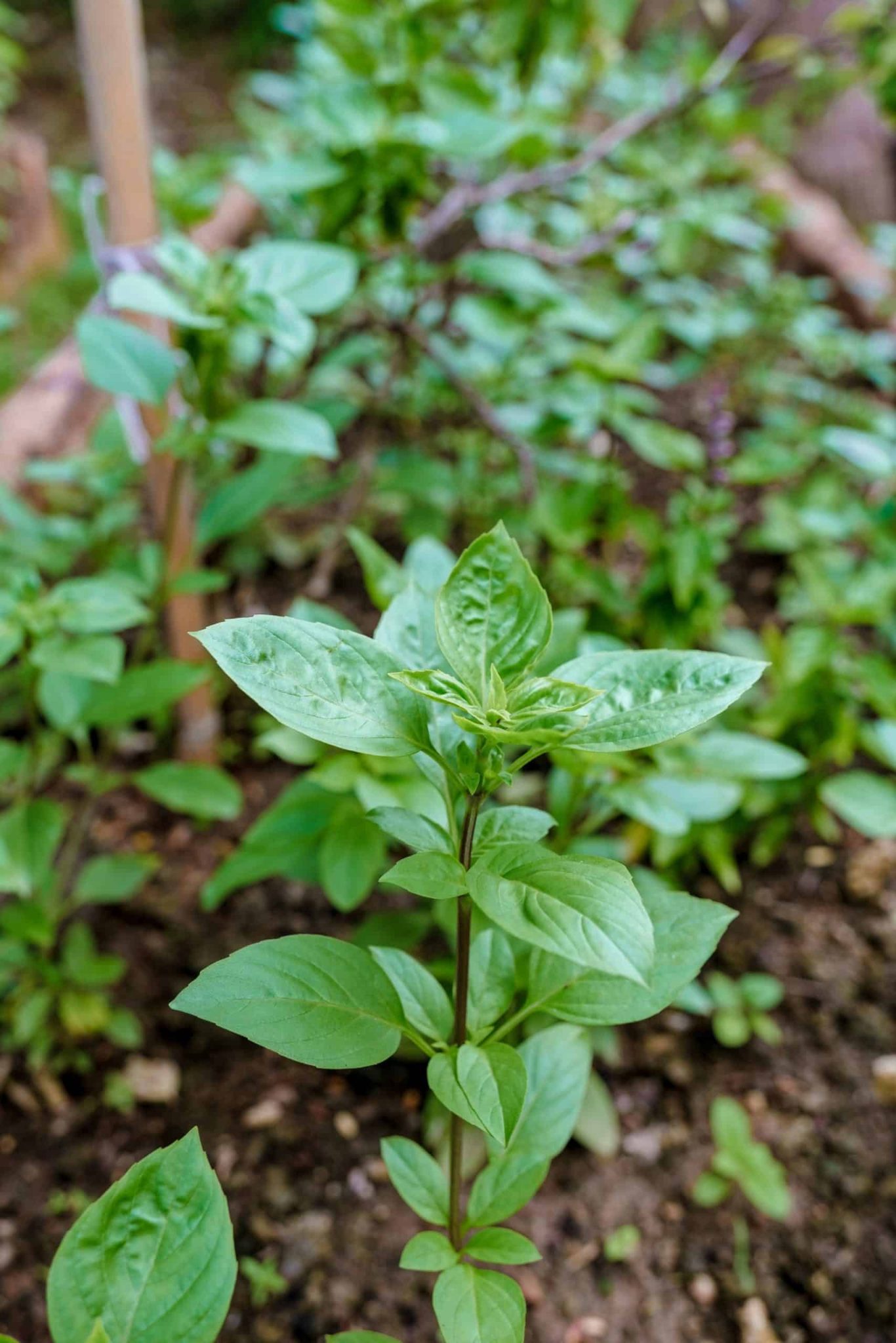 inlandflowers – Inlandflowers: Your British home in bloom ...