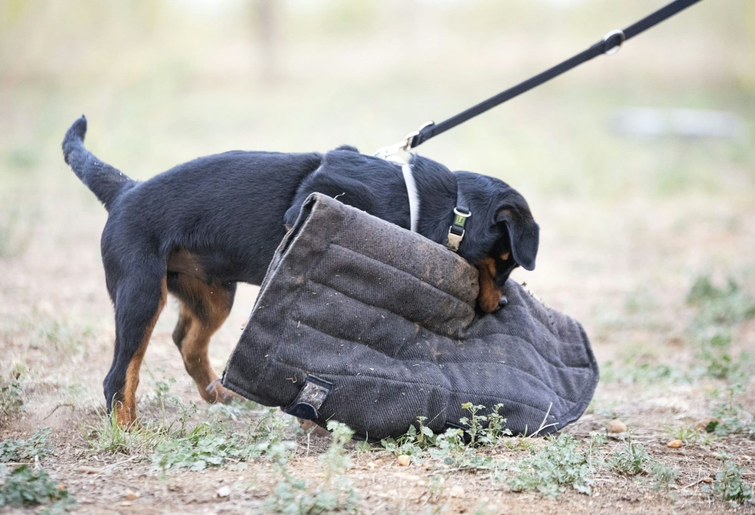 inlandflowers – Inlandflowers: Your British home in bloom ...