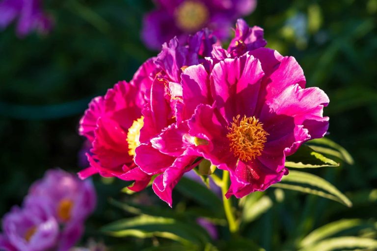 inlandflowers – Inlandflowers: Your British home in bloom ...